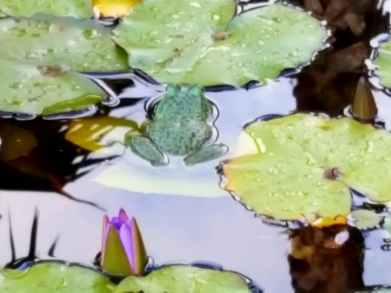 Relaxing frog | Smithsonian Photo Contest | Smithsonian Magazine