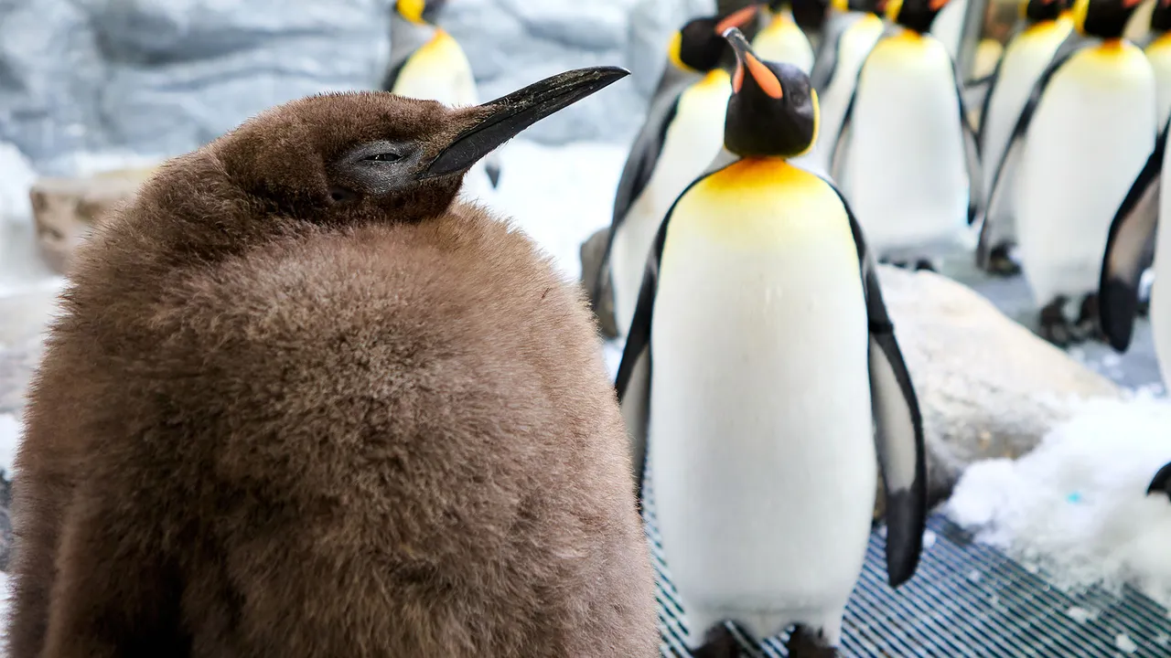 Baby Penguin Meet The Tennessee Aquarium's New Macaroni Penguin Chick