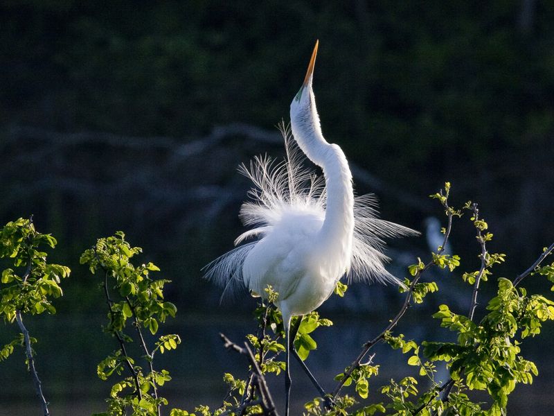 great egret with a mating dance | Smithsonian Photo Contest ...