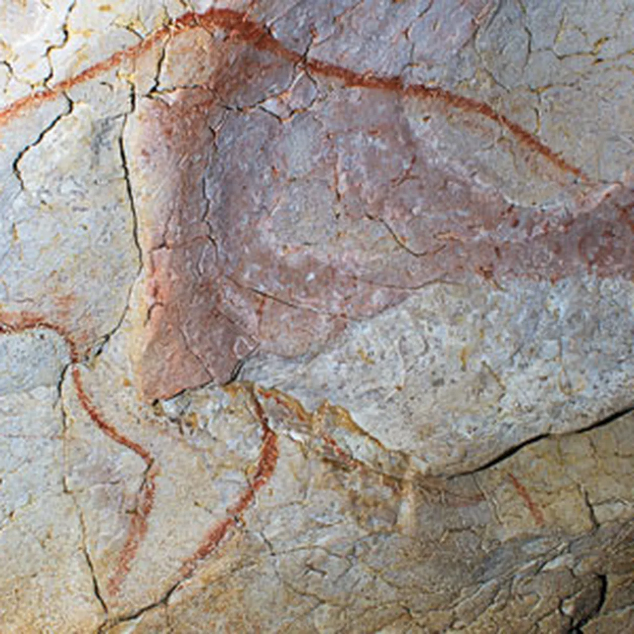 Lascaux Cave Paintings Bear