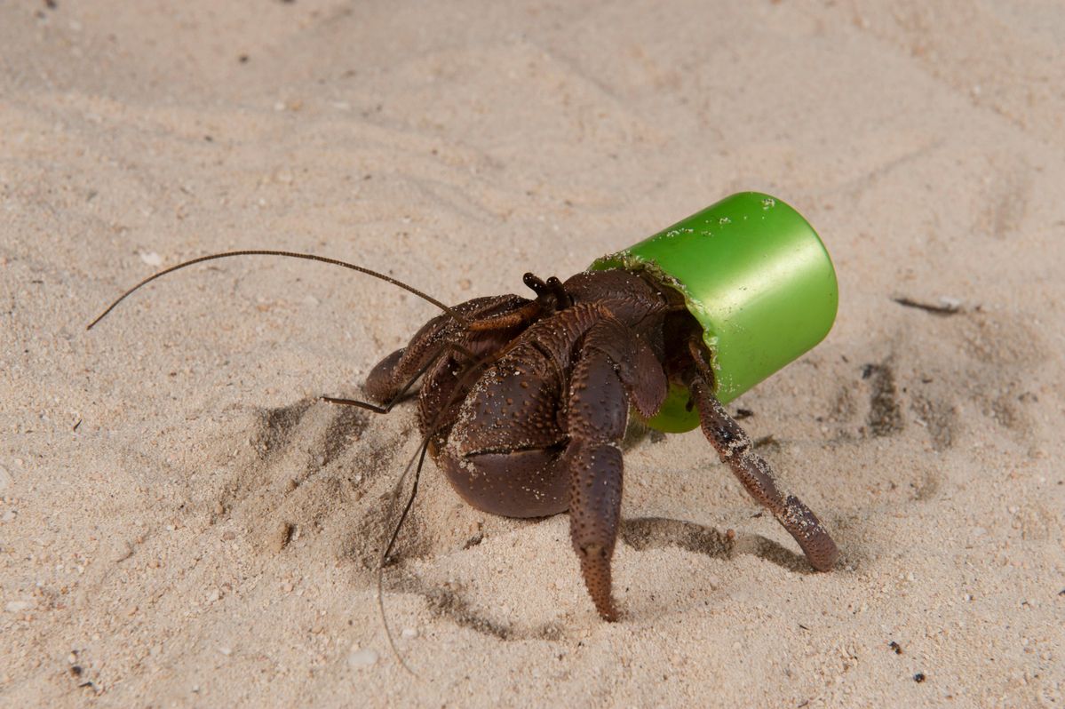 Meet a Hermit Crab Who Has Shacked Up in a Lego | Smithsonian