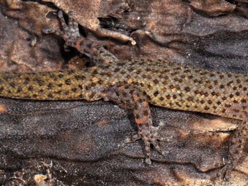 Sphaerodactylus difficilis, from the arid SE slopes of the Sierra ...