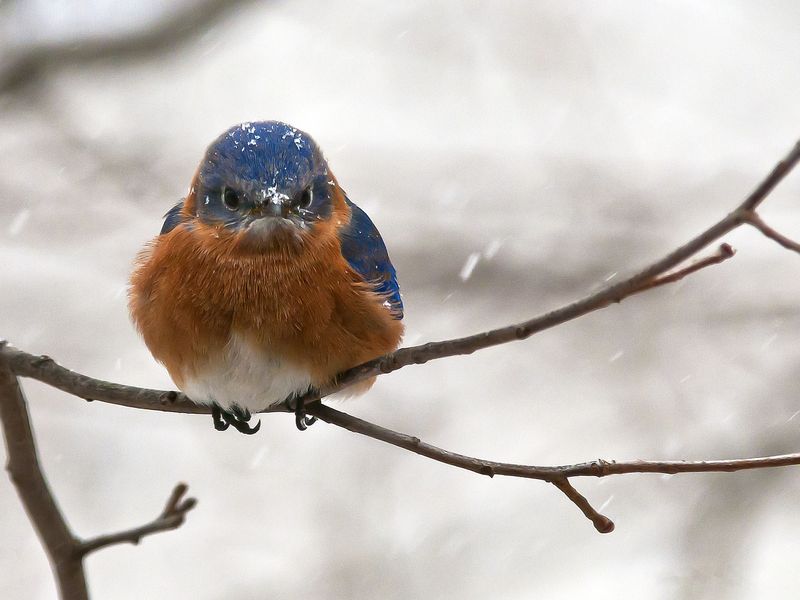 A sad or angry, but definitely cold little bluebird during a Virginia ...