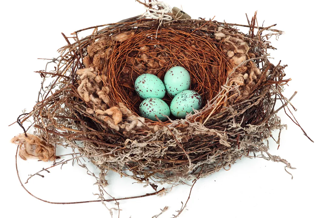 how to draw a birds nest with eggs