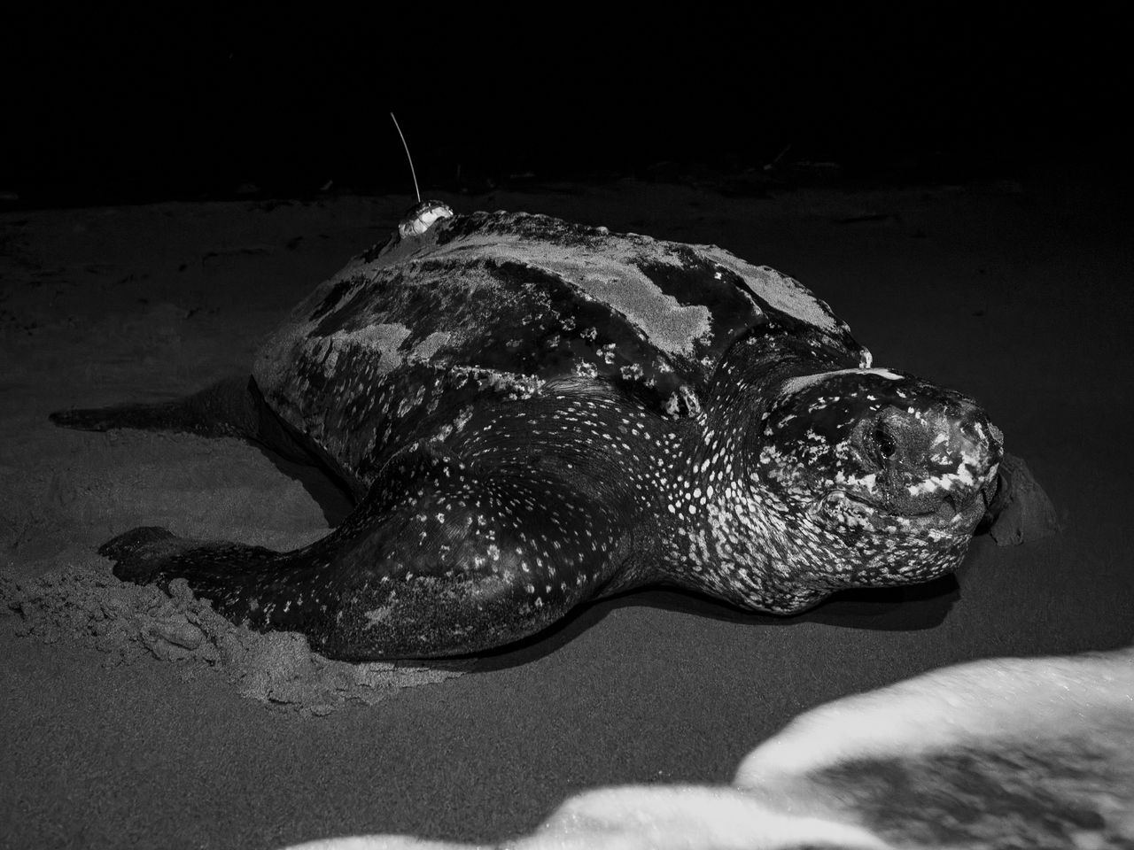 leatherback sea turtle