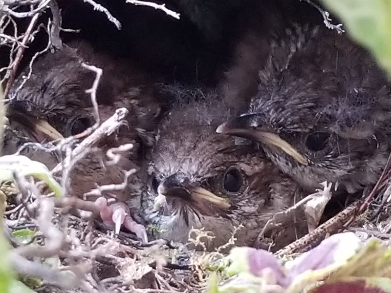Baby wrens | Smithsonian Photo Contest | Smithsonian Magazine
