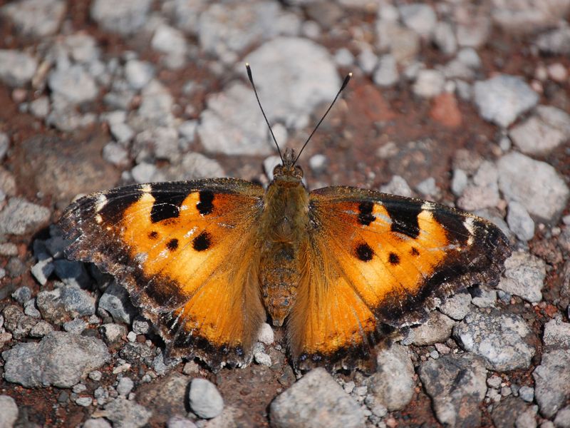 Butterfly in Oregon | Smithsonian Photo Contest | Smithsonian Magazine