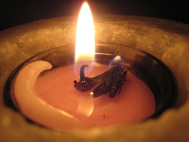 moth to the fire | Smithsonian Photo Contest | Smithsonian Magazine