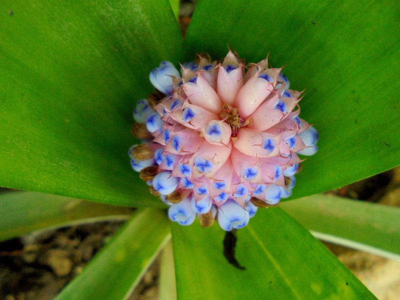 An interesting plant in South America | Smithsonian Photo Contest ...