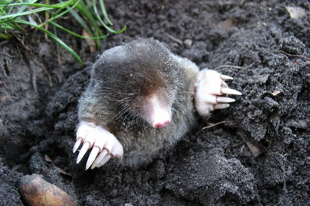 cute moles
