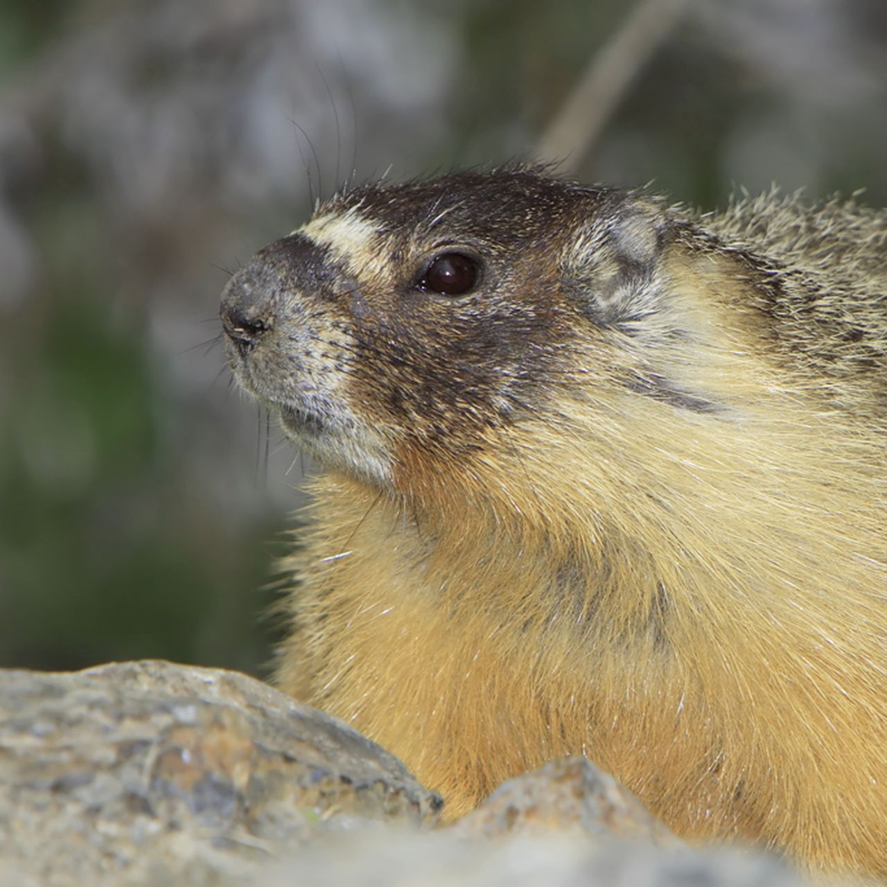 Marmot Logo News – Dettling & Marmot