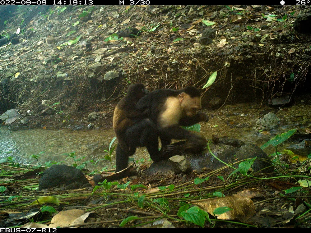 Monkey-Nappers! A Group of Capuchin Monkeys Caught on Camera With Abducted Baby Howler Monkeys ...