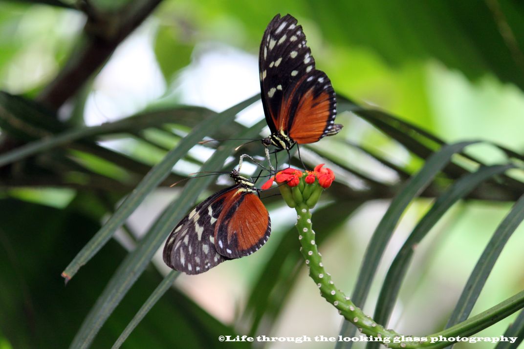 Butterflies performing a dance together take a much needed break ...