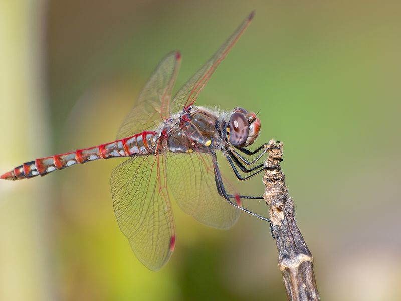 close up shot of a dragonfly on top of a branch. | Smithsonian Photo ...
