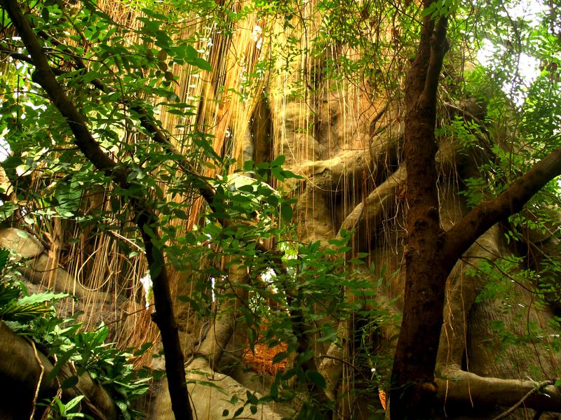 Florida Rain Forest in the EverGlades | Smithsonian Photo Contest ...
