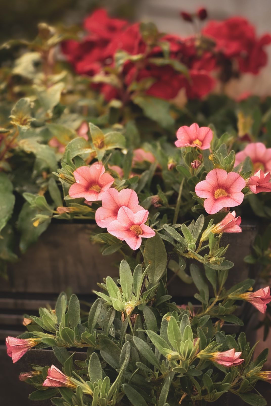 Million Bells and Geraniums | Smithsonian Photo Contest | Smithsonian ...