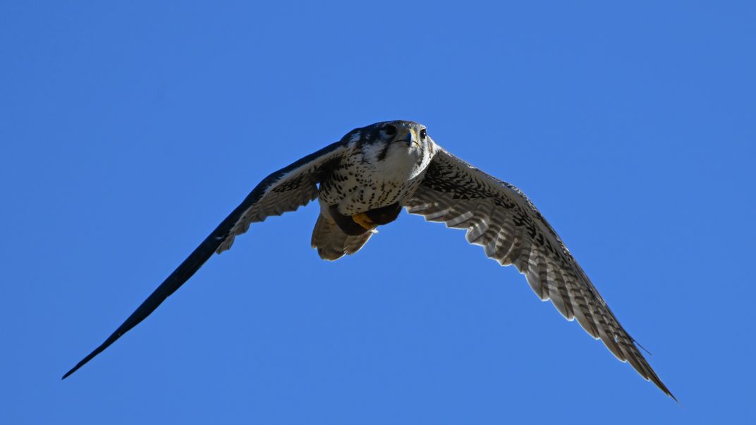 Prairie Falcon with prey | Smithsonian Photo Contest | Smithsonian Magazine
