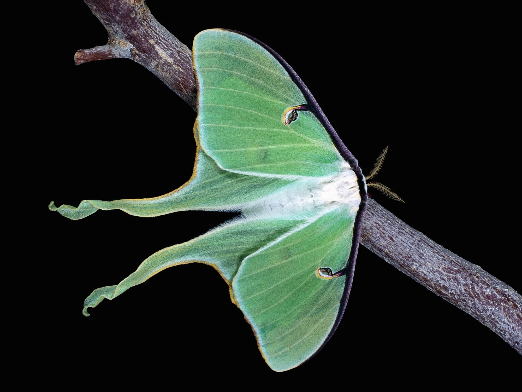 Luna Moths’ Gorgeous Wings Throw Off Bat Attacks