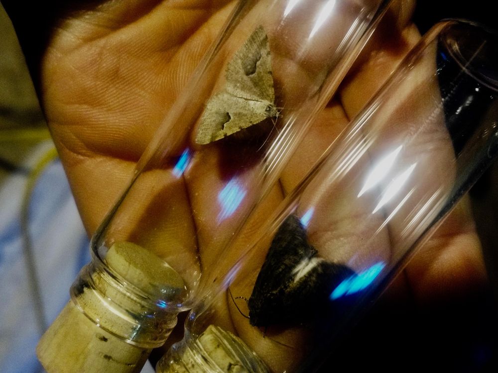 Dissecting Moth Genitals In the Name of Science