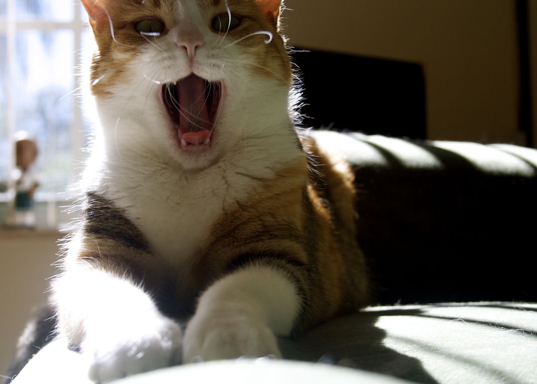 The Scream | Smithsonian Photo Contest | Smithsonian Magazine