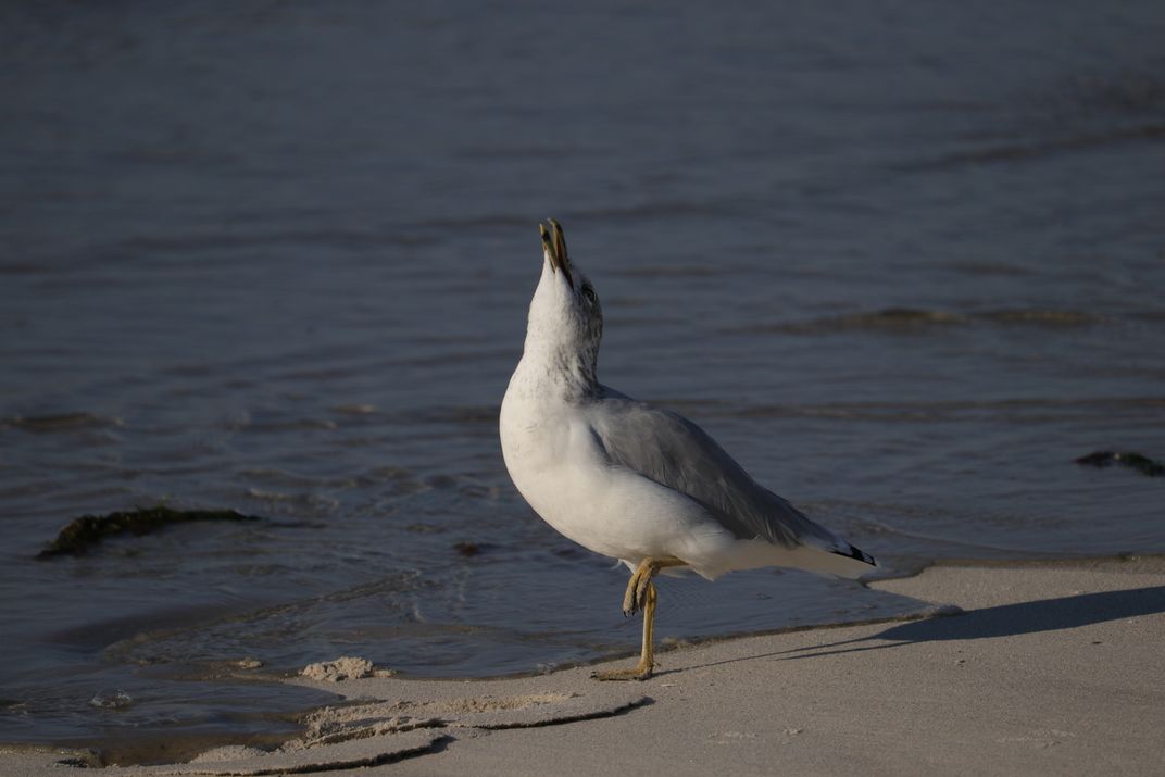 Seagull on the Beach in Cape Cod | Smithsonian Photo Contest ...