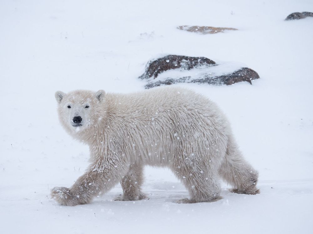 Polar Baer Polar Bear Spotted In City, Miles From Home