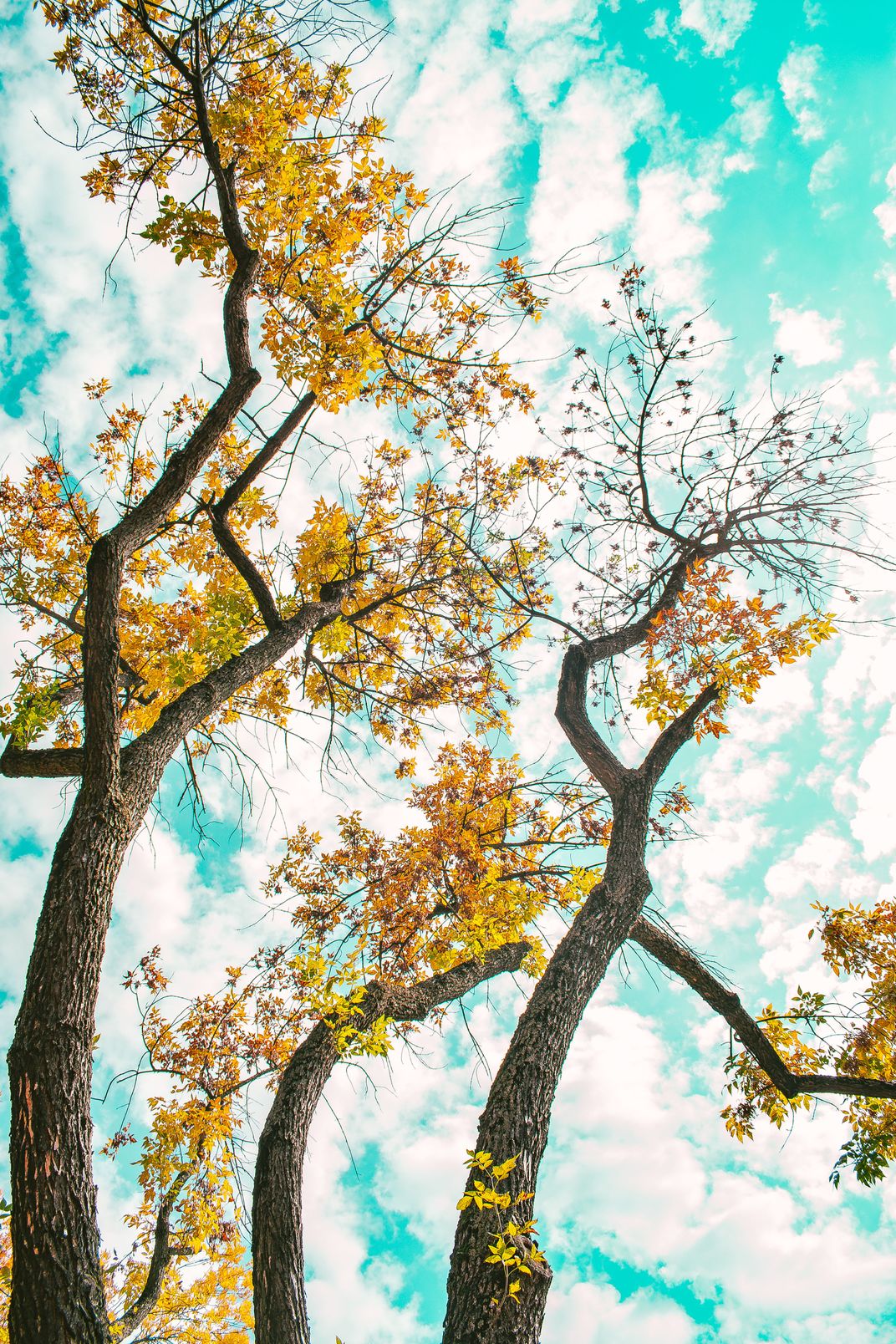 Surreal autumn trees | Smithsonian Photo Contest | Smithsonian Magazine