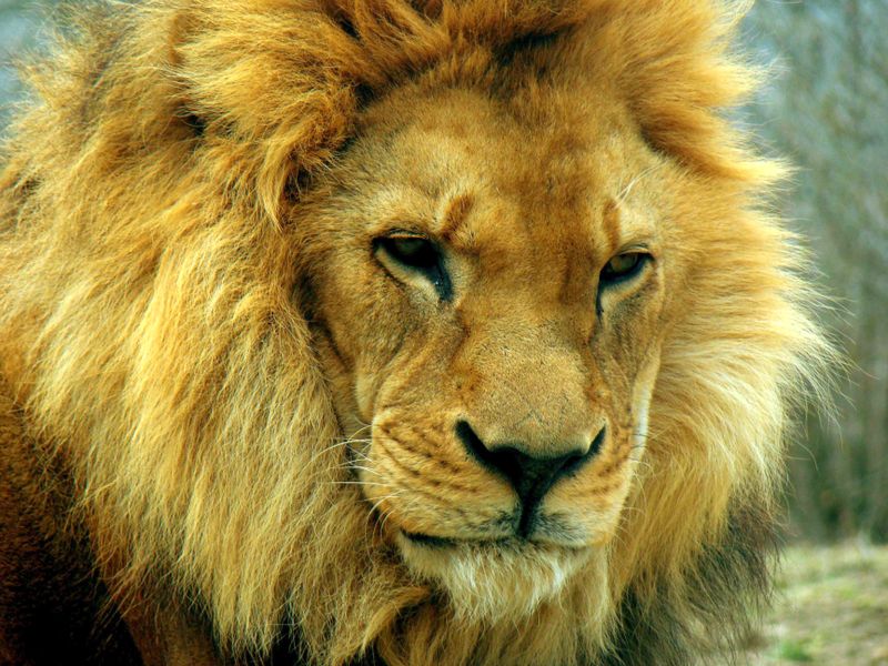 Male lion at the Kansas City Zoo. | Smithsonian Photo Contest ...