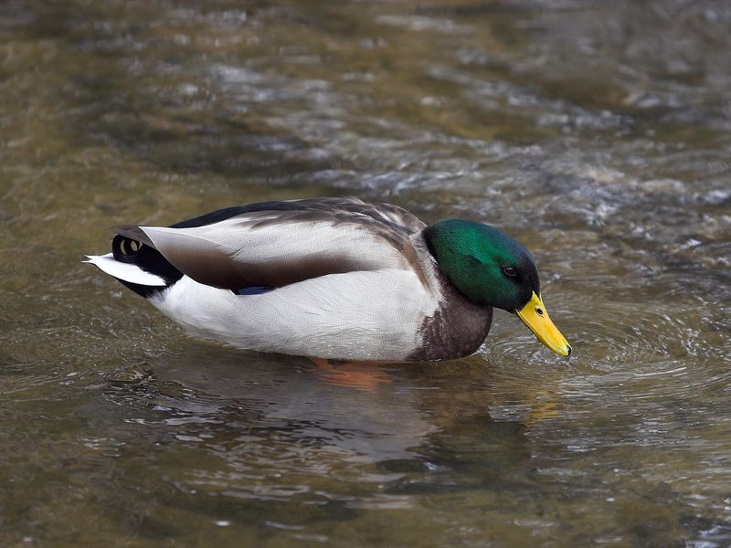 Lazy Day Duck | Smithsonian Photo Contest | Smithsonian Magazine