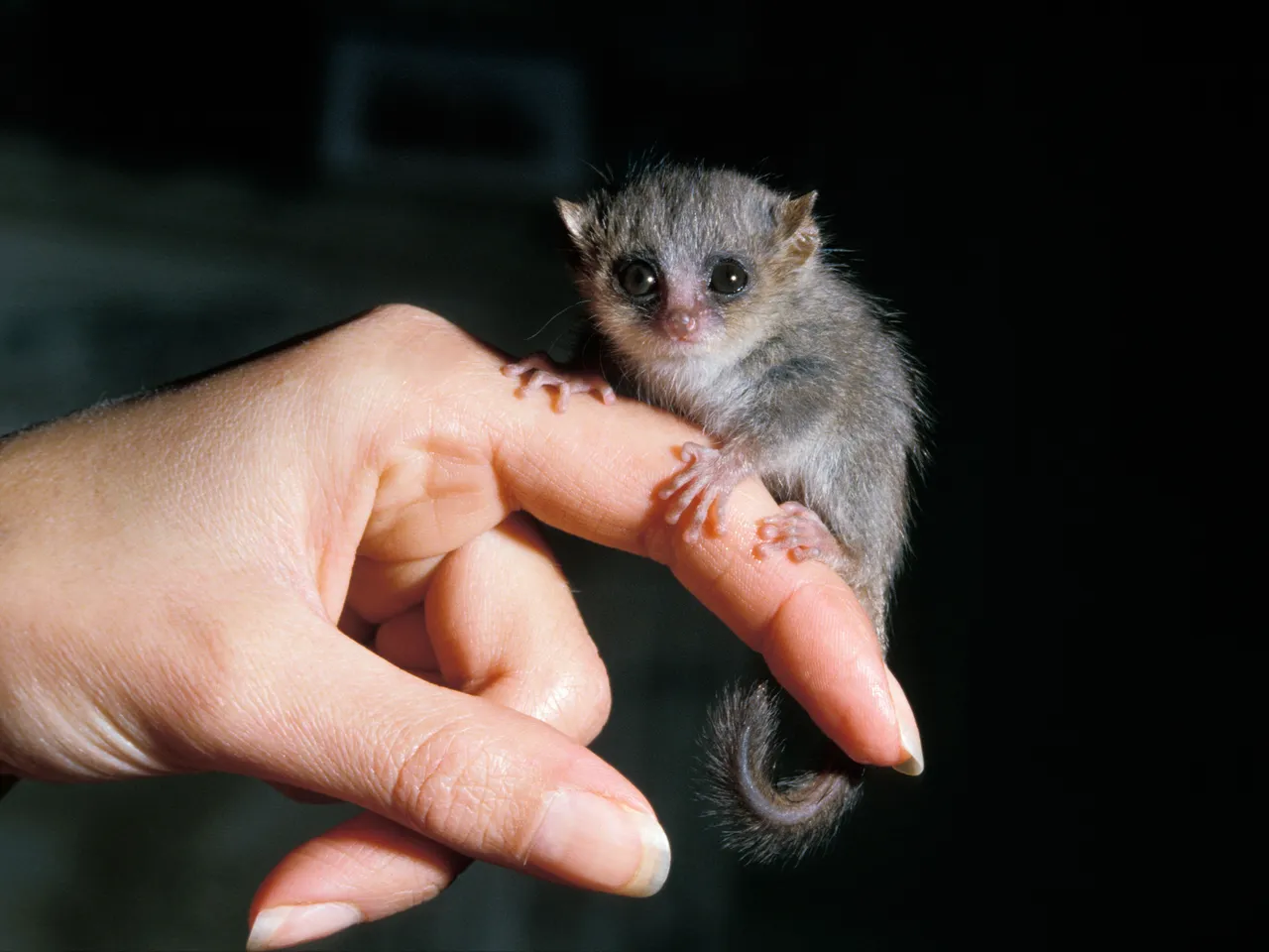 gray mouse lemur weight