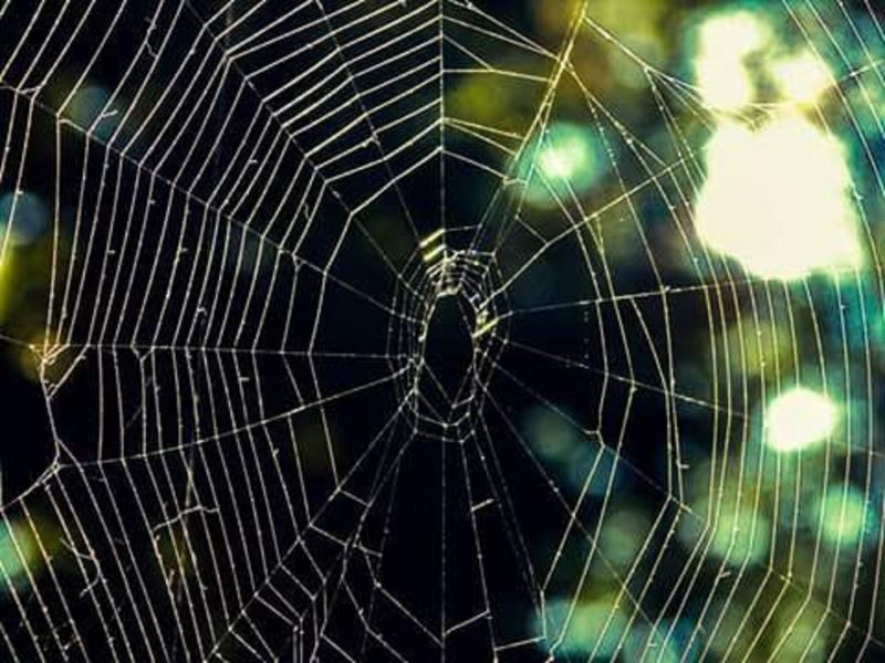 Colorful Spider Web | Smithsonian Photo Contest | Smithsonian Magazine