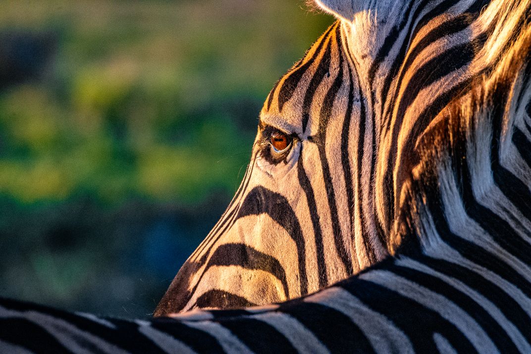 Zebra looks toward the setting South African sun | Smithsonian Photo ...
