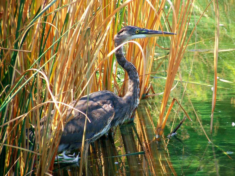Great blue heron in an urban habitat | Smithsonian Photo Contest ...