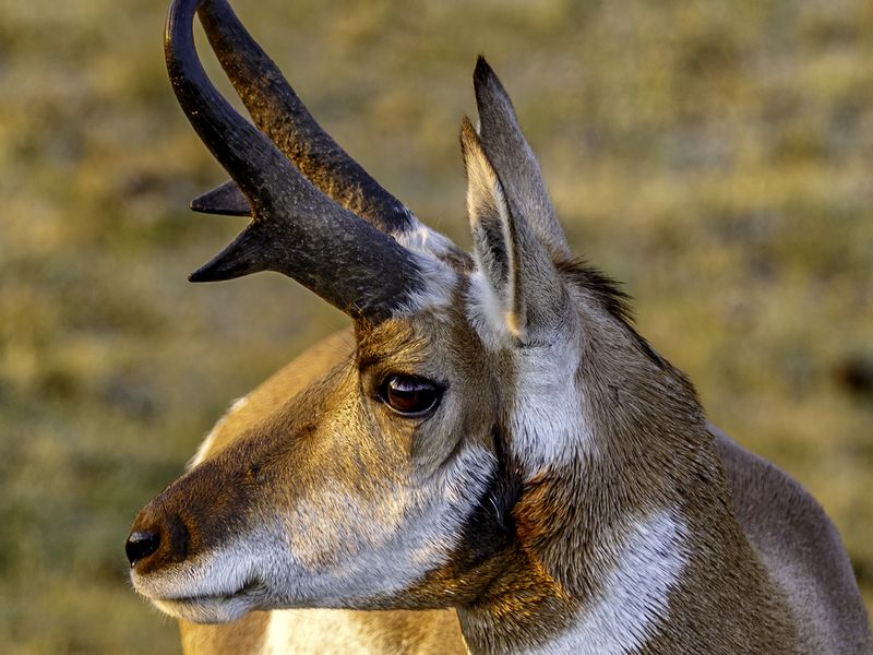Antelope Buck Sunrise Portrait | Smithsonian Photo Contest ...