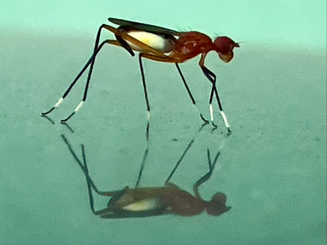 Stilt-legged Fly | Smithsonian Photo Contest | Smithsonian Magazine