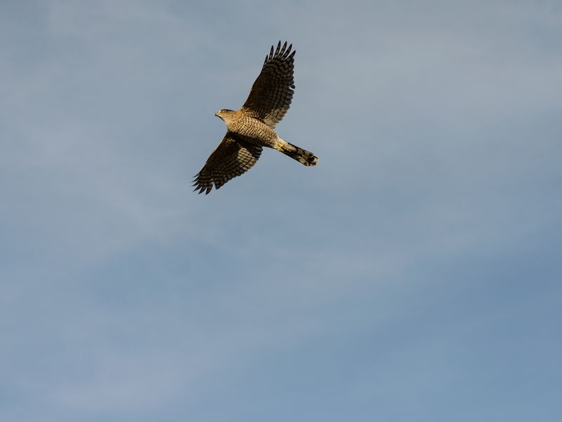 A Cooper's Hawk Flying Overhead | Smithsonian Photo Contest ...