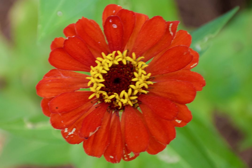 Zinnia up close | Smithsonian Photo Contest | Smithsonian Magazine