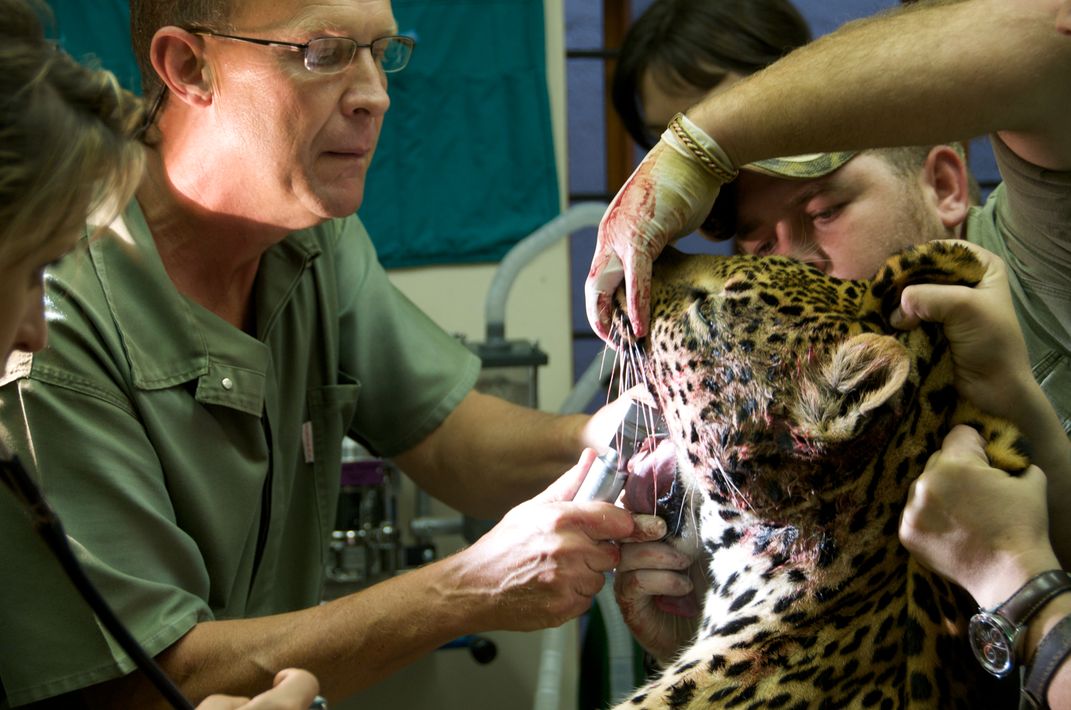 Dr. Peter Rogers performs surgery on a sedated Leopard in his South ...