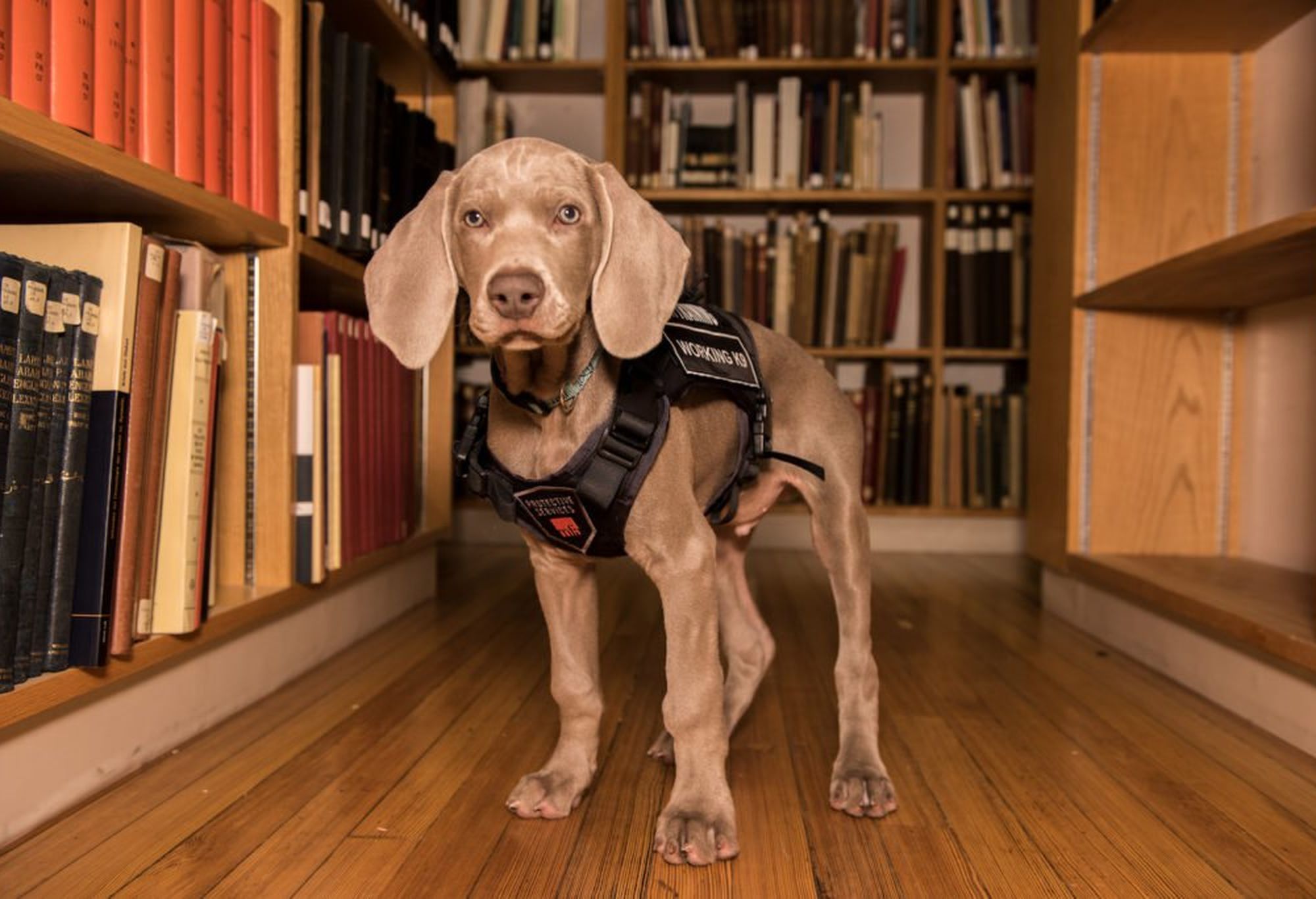 Meet Riley, the Puppy Training to Sniff Out Bugs in Boston's Museum of ...