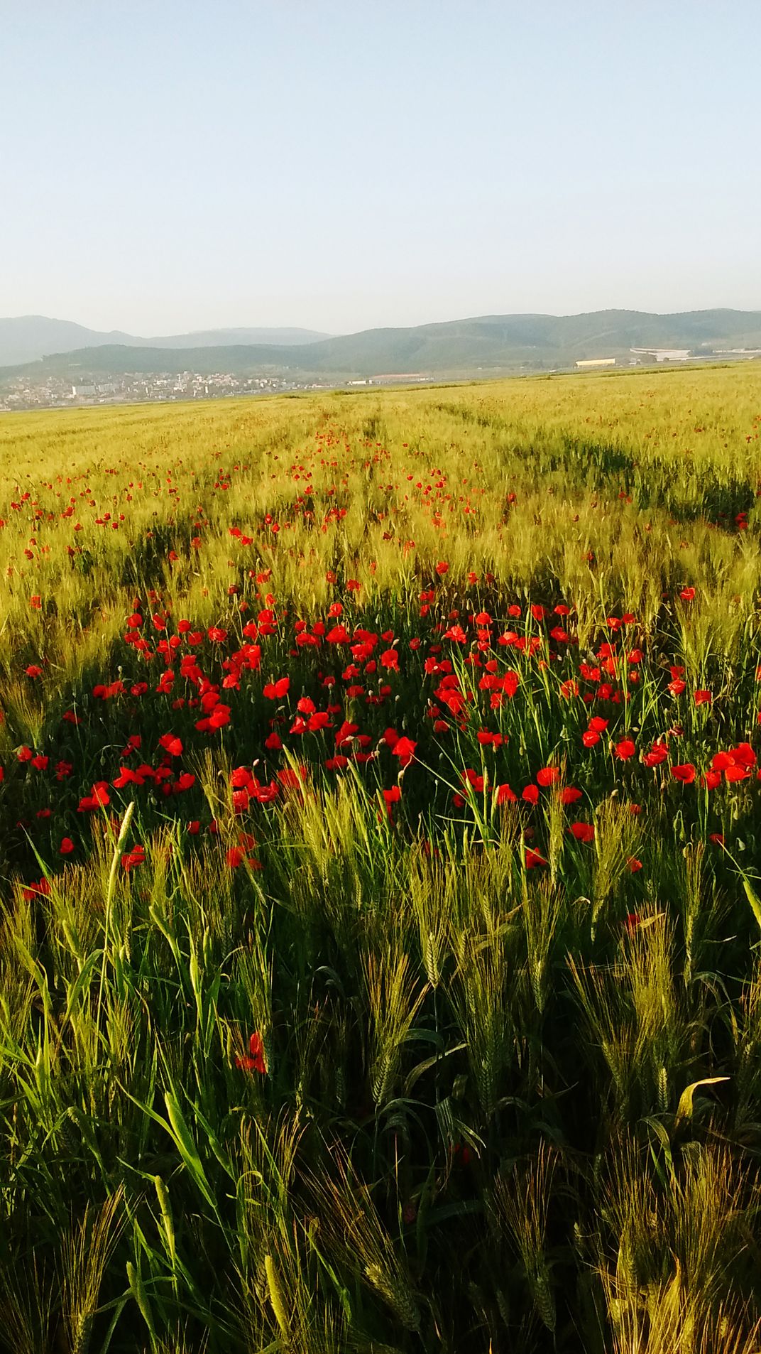 Prairie with poppies | Smithsonian Photo Contest | Smithsonian Magazine