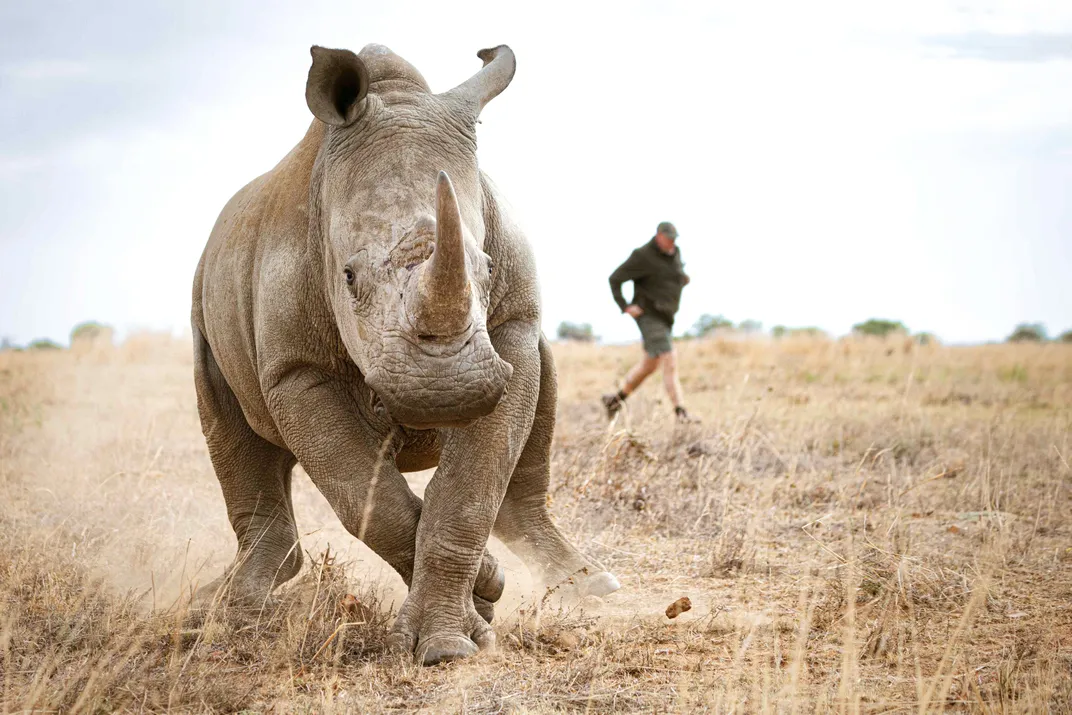 Working with Rhino | Smithsonian Photo Contest | Smithsonian Magazine
