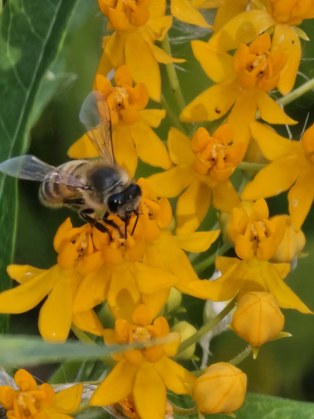 Bee at lunch | Smithsonian Photo Contest | Smithsonian Magazine