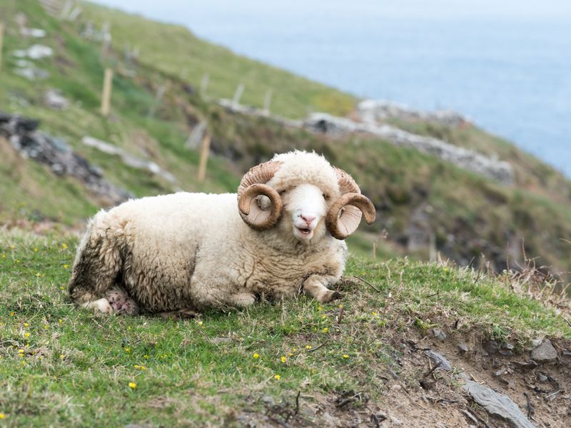Sheep Ram in Ireland | Smithsonian Photo Contest | Smithsonian Magazine