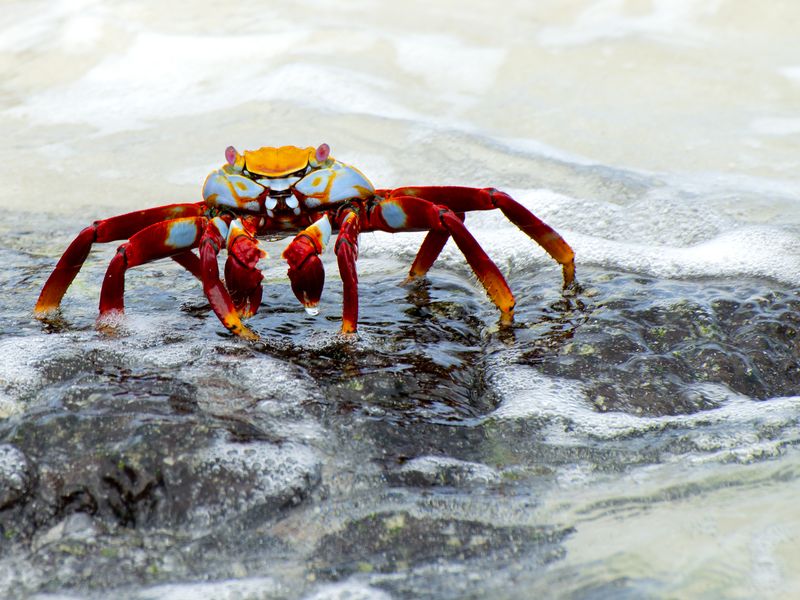 Sally Lightfoot Crab | Smithsonian Photo Contest | Smithsonian Magazine