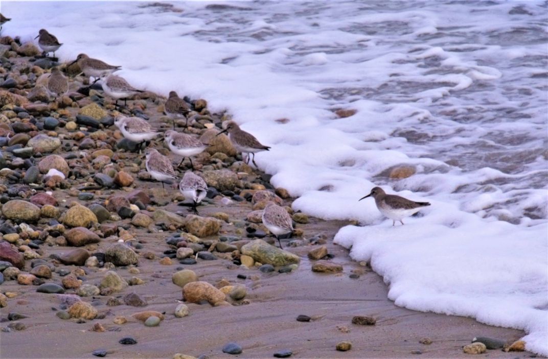 Sandpiper birds | Smithsonian Photo Contest | Smithsonian Magazine