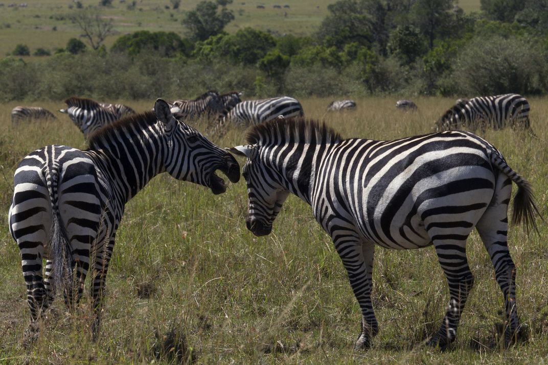 And One Zebra Said to the Other: Did You Hear the One About ...