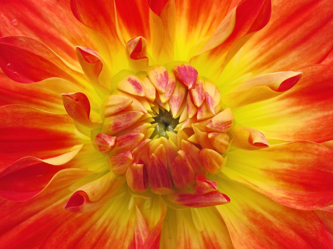 Color explosion. (Dahlia) | Smithsonian Photo Contest | Smithsonian ...