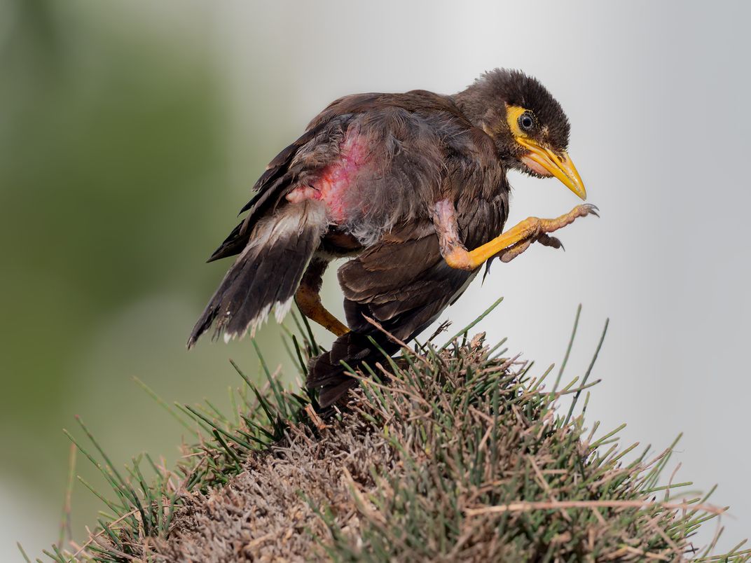 Juvenile King of the Flock | Smithsonian Photo Contest | Smithsonian ...
