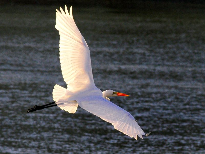 A Great White Egret taking off at sunrise | Smithsonian Photo Contest ...
