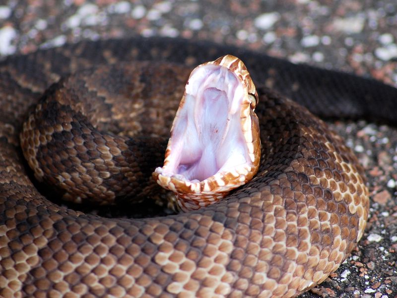 This Cottonmouth was not pleased about being interrupted during his ...